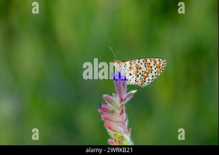 Beautiful iparhan butterfly ; Melitaea trivia ( Syriaca Stock Photo - Alamy