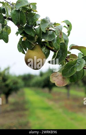Orchard at South Street, Selling, Faversham, Kent, England, United ...