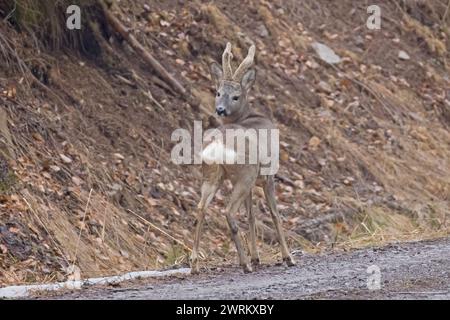 Male Roe Deer in Romania Stock Photo - Alamy