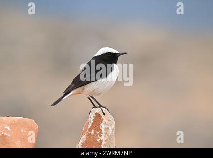 Arabian Wheatear / Oenanthe lugentoides Stock Photo - Alamy