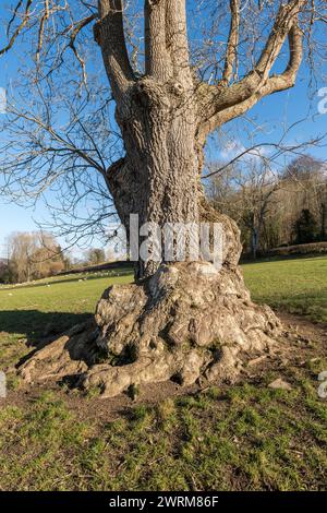 An old pollard ash tree (Fraxinus excelsior) near Presteigne, Powys, UK ...