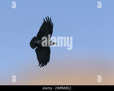 Fan-tailed raven, (Corvus rhipidurus) is a passerine bird of the crow ...