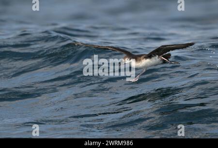 Persian Shearwater - Puffinus persicus Stock Photo - Alamy