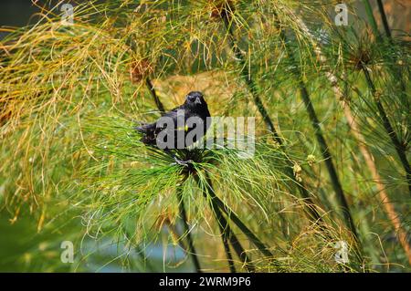 Male trile bird on papyrus plant Stock Photo - Alamy