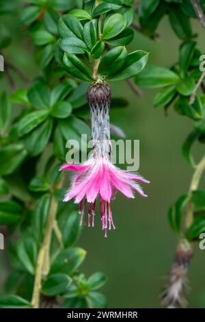 Barnadesia caryophylla a native South American temperate shrub plant ...