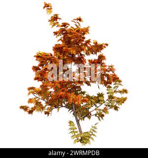 3D rendering of a sumac or sumach tree isolated on white background ...