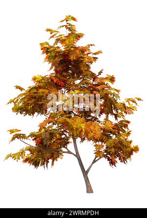 3D rendering of a sumac or sumach tree isolated on white background ...