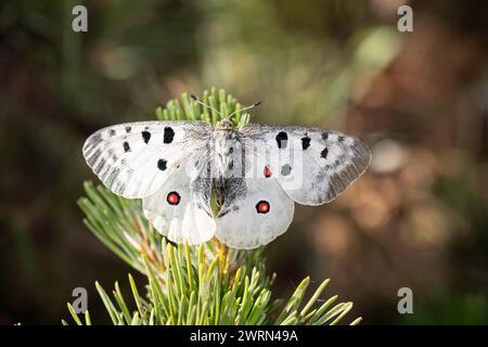Parnassius apollo butterfly, beautiful butterfly living at high ...