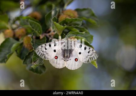 Parnassius apollo butterfly, beautiful butterfly living at high ...