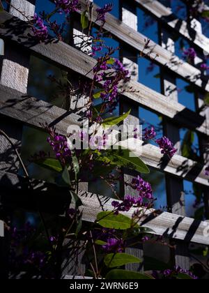 Purple Hardenbergia Violacea Happy Wanderer Vine on lattice Stock Photo ...