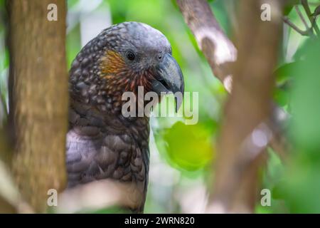 Kaka bird portrait in tree Stock Photo - Alamy