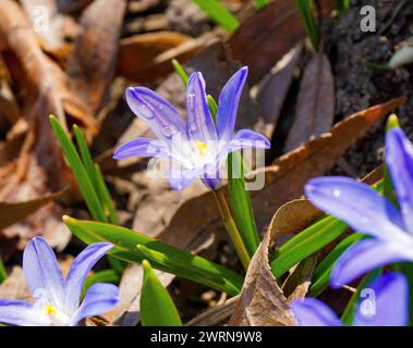 A closeup of purple iris flowers covered with water droplets growing ...
