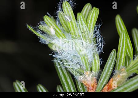 Balsam twig aphid or Silver fir aphids (Mindarus abietinus) feeding on ...