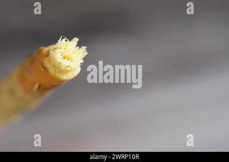 Traditional Miswak stick, The miswak is a teeth-cleaning twig made from ...