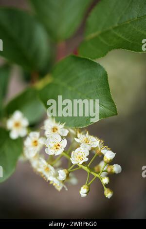Chokecherry (Prunus virginiana) is a native plant found in North ...