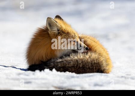 Fox in Winter Prince Albert National Park Canada close Stock Photo - Alamy