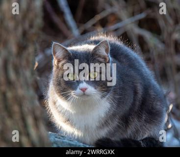 Cat is scouting Stock Photo - Alamy