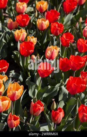 Red tulip flowers background outdoor Spring season flowers Stock Photo ...