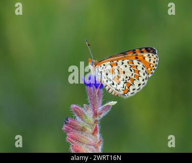 Beautiful iparhan butterfly ; Melitaea trivia ( Syriaca Stock Photo - Alamy