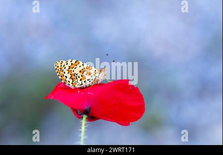 Beautiful iparhan butterfly ; Melitaea trivia ( Syriaca Stock Photo - Alamy