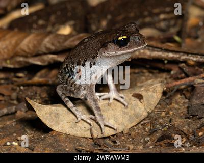Smith's Litter Frog (Leptobrachium smithi), Krabi, Thailand Stock Photo ...