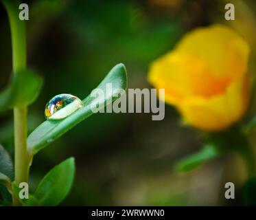 low angle view of fresh flower grass, soft focus Stock Photo - Alamy