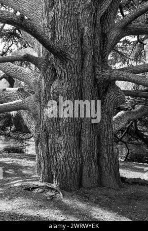 Big old tree in black and white. Black and white nature. Cedar in black ...
