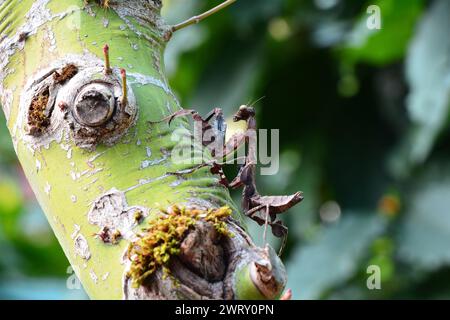 Praying mantis hunting in the gardens Stock Photo - Alamy