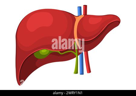 Pancreas medical concept and human organ as a panceatic digestive gland ...