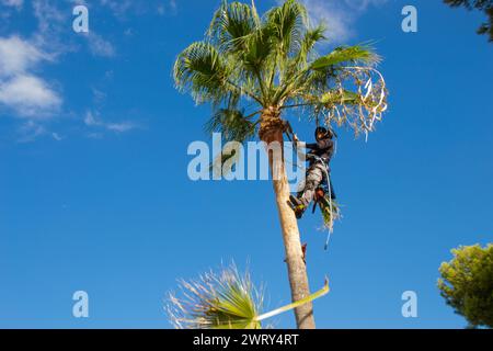 Palm tree pruner cleaning a washingtonia palm tree with blade and ...