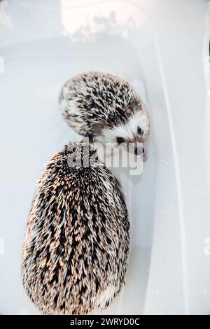 hedgehogs in a bath. Hygiene and cleanliness of pets.prickly pet ...