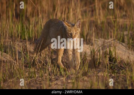 Jungle cat in the grasslands of Corbett National Park, India Stock ...