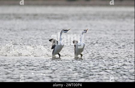 Western Grebes Dancing in the Lake Stock Photo - Alamy