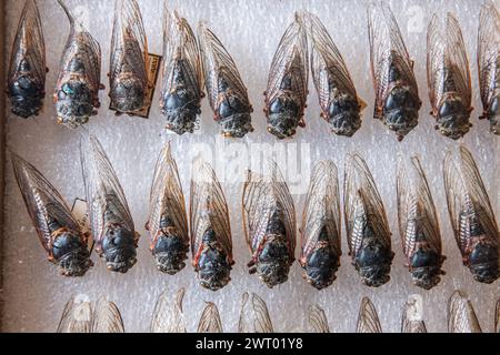 Many pinned cicadas in a museum case showing cicada diversity of North ...
