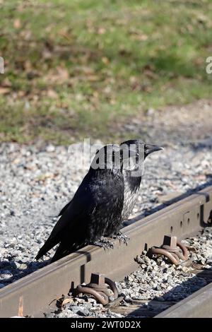 Two corvids on a railway track, March, Germany Stock Photo - Alamy