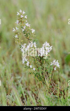 Thyme (Thymus vulgaris) Southern France Thym commun Stock Photo - Alamy