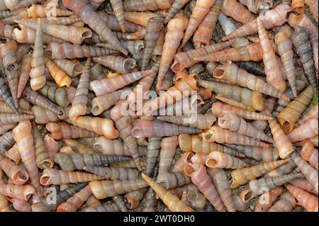 Common tower snail (Turritella communis) empty shells on the beach ...