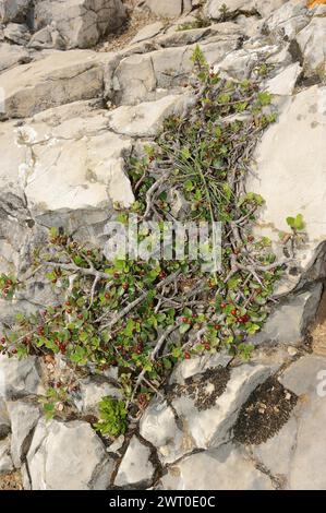 Italian buckthorn (Rhamnus alaternus), Provence, southern France Stock ...