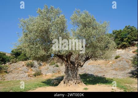 Olive Tree (Olea europaea), Provence, Southern France, France, Europe ...