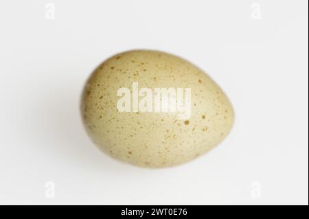 Chinese dwarf quail (Synoicus chinensis, Coturnix chinensis), egg and ...