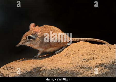 Red-brown elephant shrew or red-brown trunked shrew (Galegeeska ...