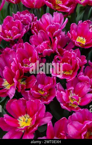 Red tulip called Supri Candy, Triumph group. Tulips are divided into ...