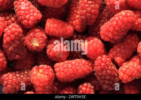big red raspberries as nice natural food background Stock Photo - Alamy