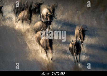 Slow pan of wildebeest galloping through water Stock Photo - Alamy