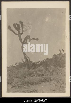 Dancer and Joshua Tree. Louis Fleckenstein, photographer (American ...