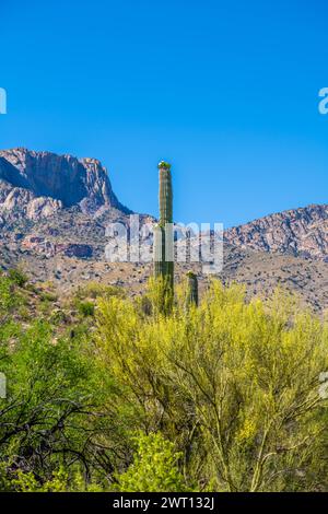A long slender Saguaro Cactus in Saguaro National Park, Arizona Stock ...