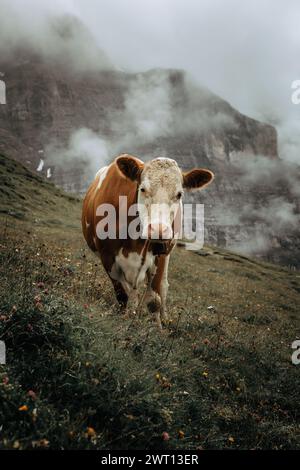 Cow, mountain, mountains, canton, Bern, Bernese, Alps, Bernese Oberland ...