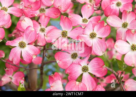 FLOWERING DOGWOOD SWEETWATER RED CORNUS FLORIDA IN SPRING Stock Photo ...