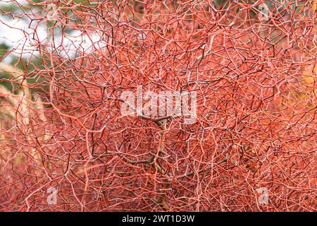 Shrubby tororaro, Wiggywig, Mingimingi, Wiggy-wig bush (Muehlenbeckia ...