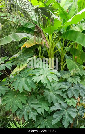 rice-paper tree (Tetrapanax papyrifera 'Rex', Tetrapanax papyrifera Rex ...